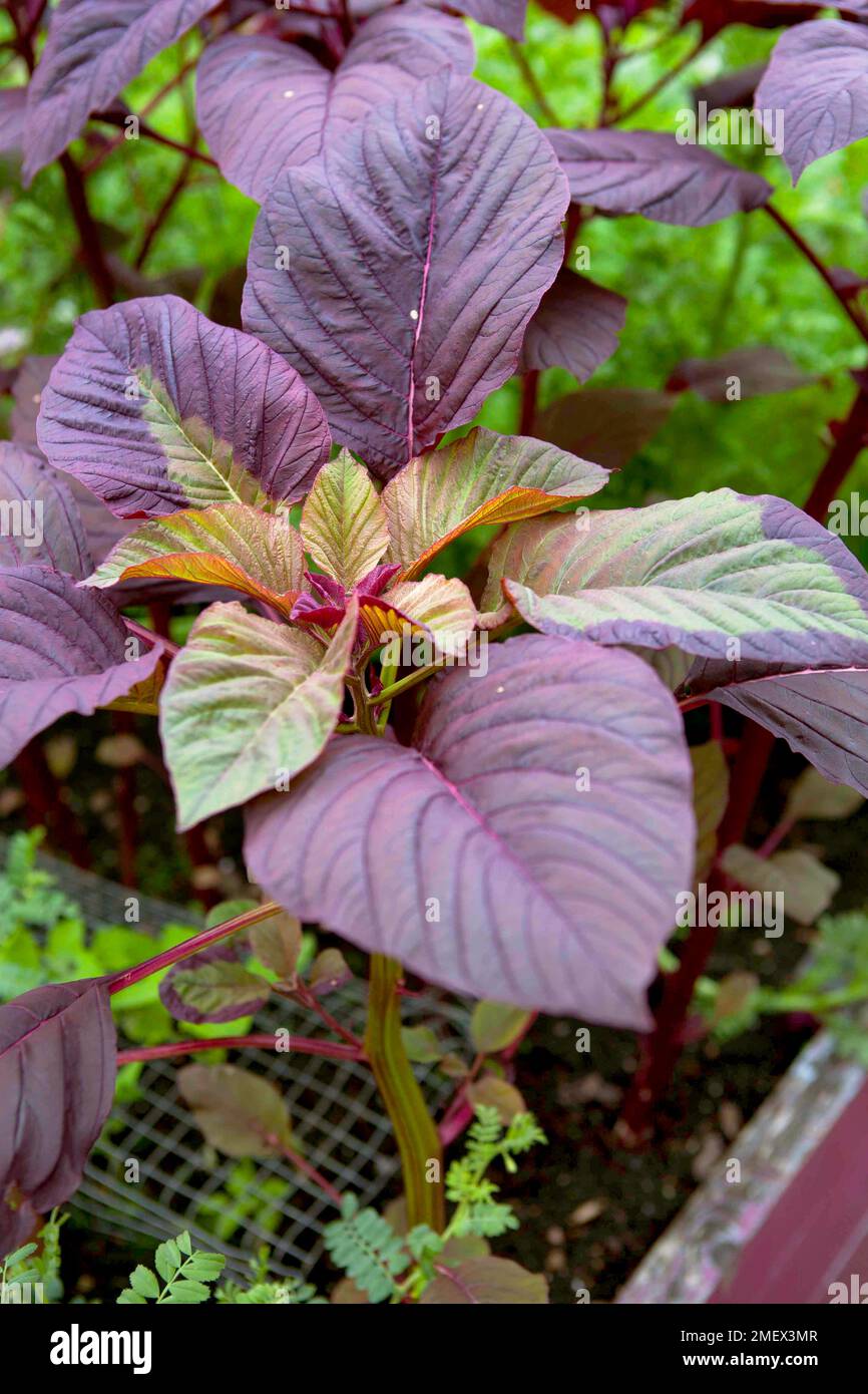 Callaloo leaves hi-res stock photography and images - Alamy