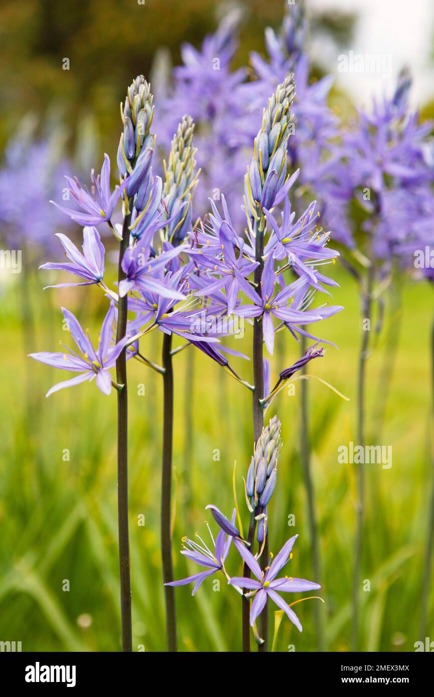 Camas flowers hi-res stock photography and images - Alamy