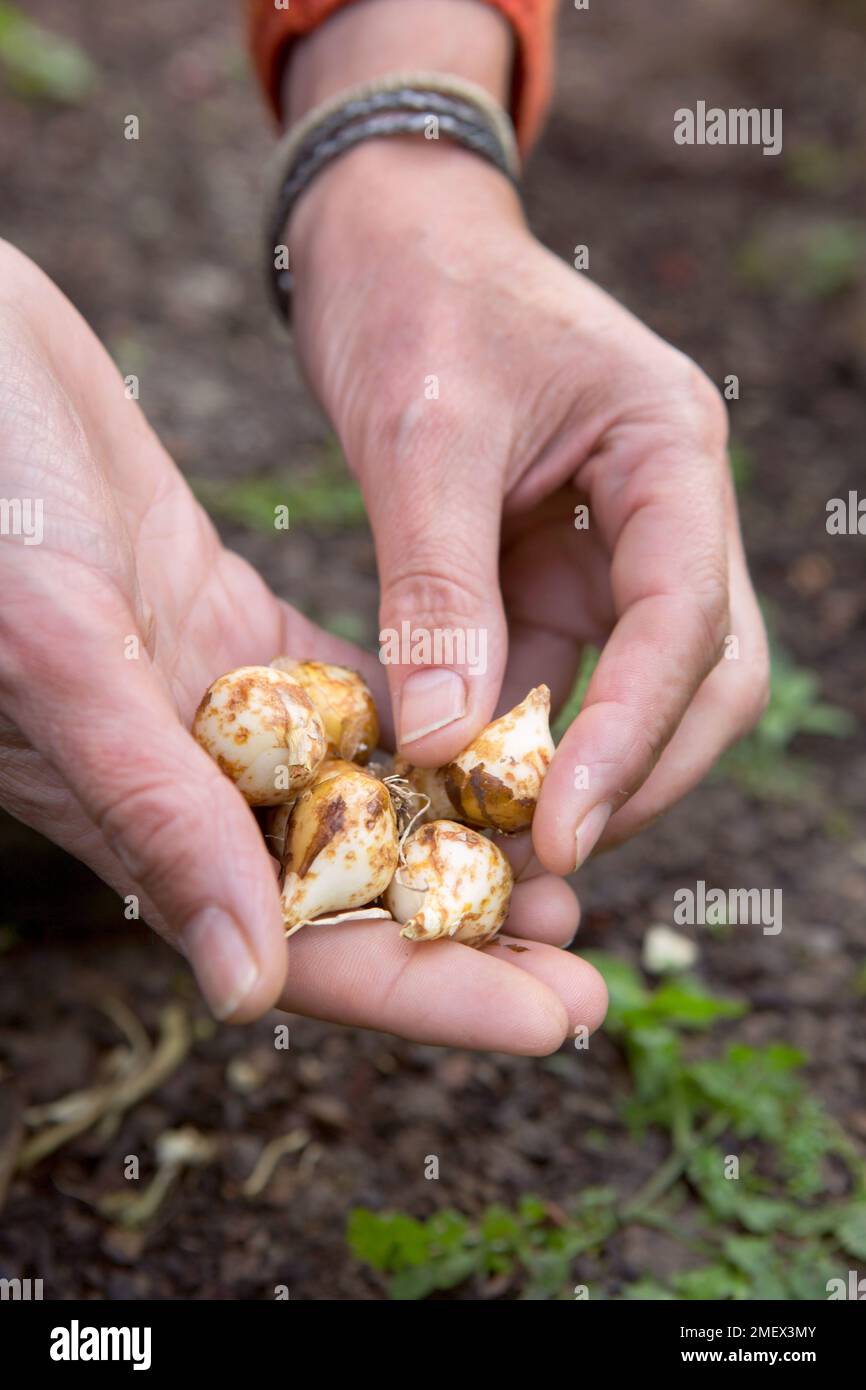 Camas bulbs hi-res stock photography and images - Alamy