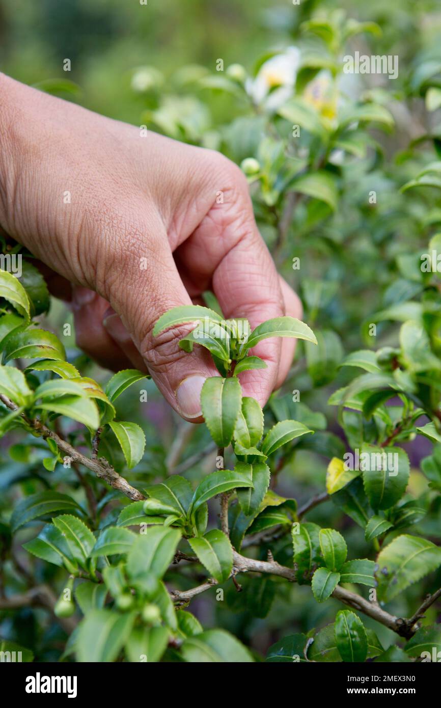 Plant tea crops hi-res stock photography and images - Alamy