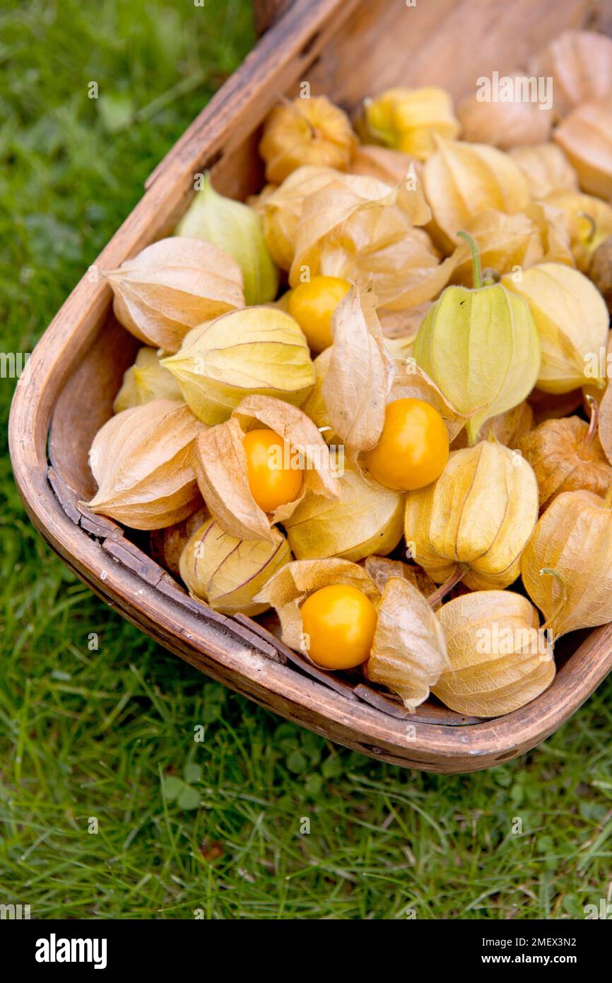 Cape gooseberry planting hi-res stock photography and images - Alamy