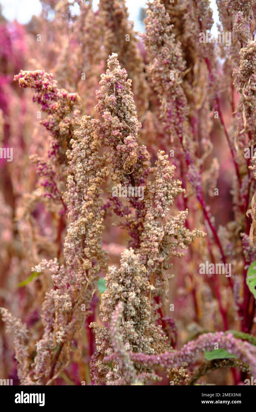 Aztec grass hi-res stock photography and images - Alamy