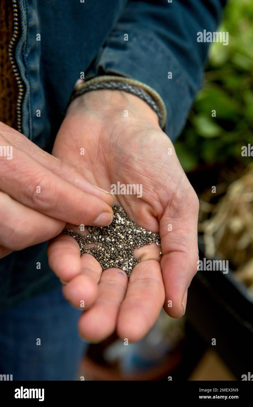 Chia garden hi-res stock photography and images - Alamy