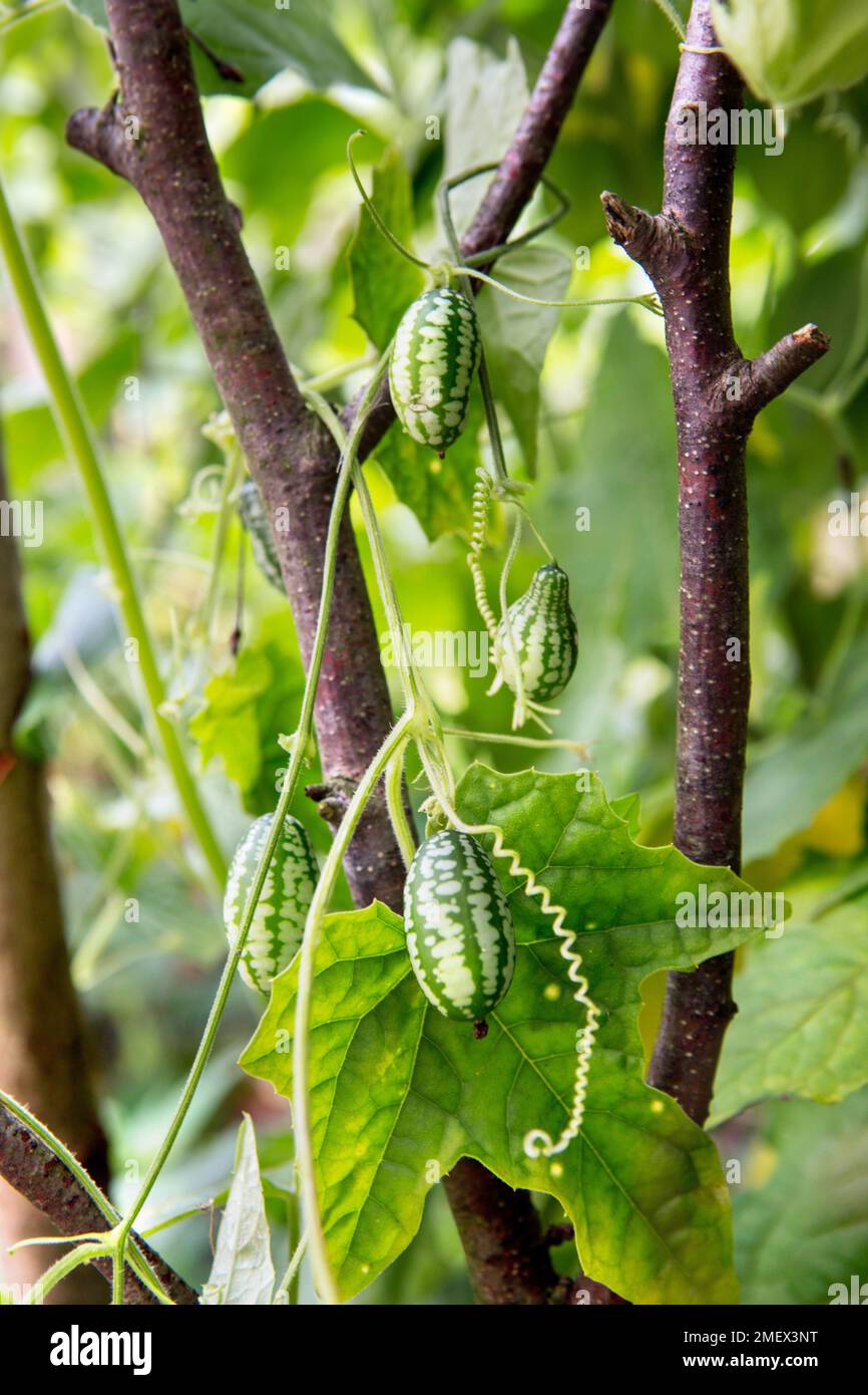 Cucamelons growing hi-res stock photography and images - Alamy