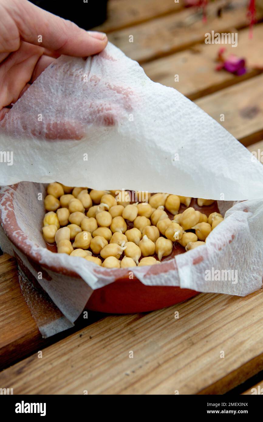 Chickpeas plant hi-res stock photography and images - Alamy