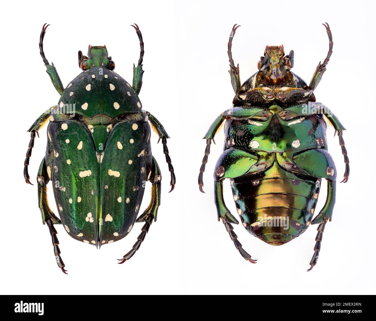 Exotic flower beetle Protaetia niveoguttata from Laos isolated on white ...