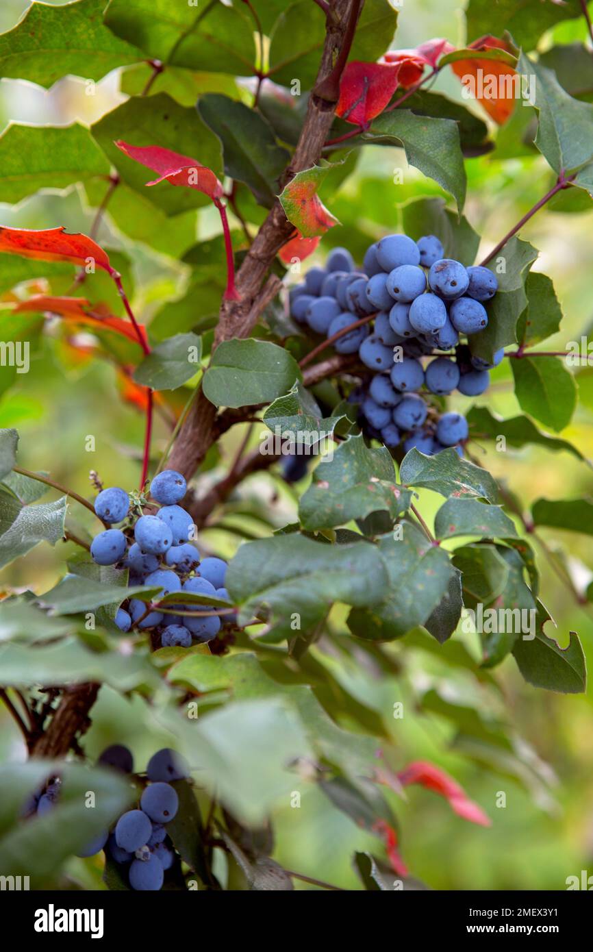 Grape image hi-res stock photography and images - Alamy