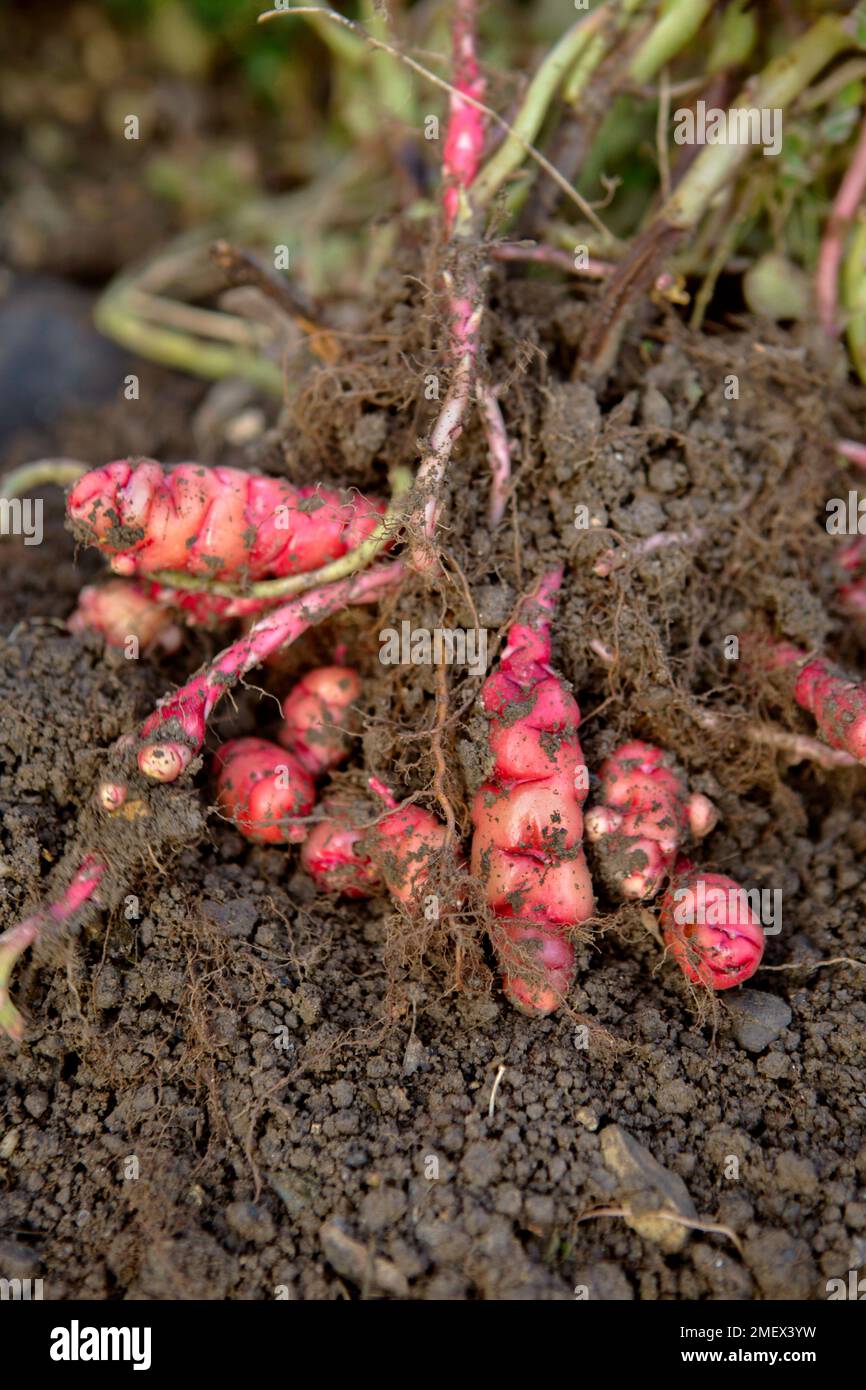 Oca plant hi-res stock photography and images - Alamy