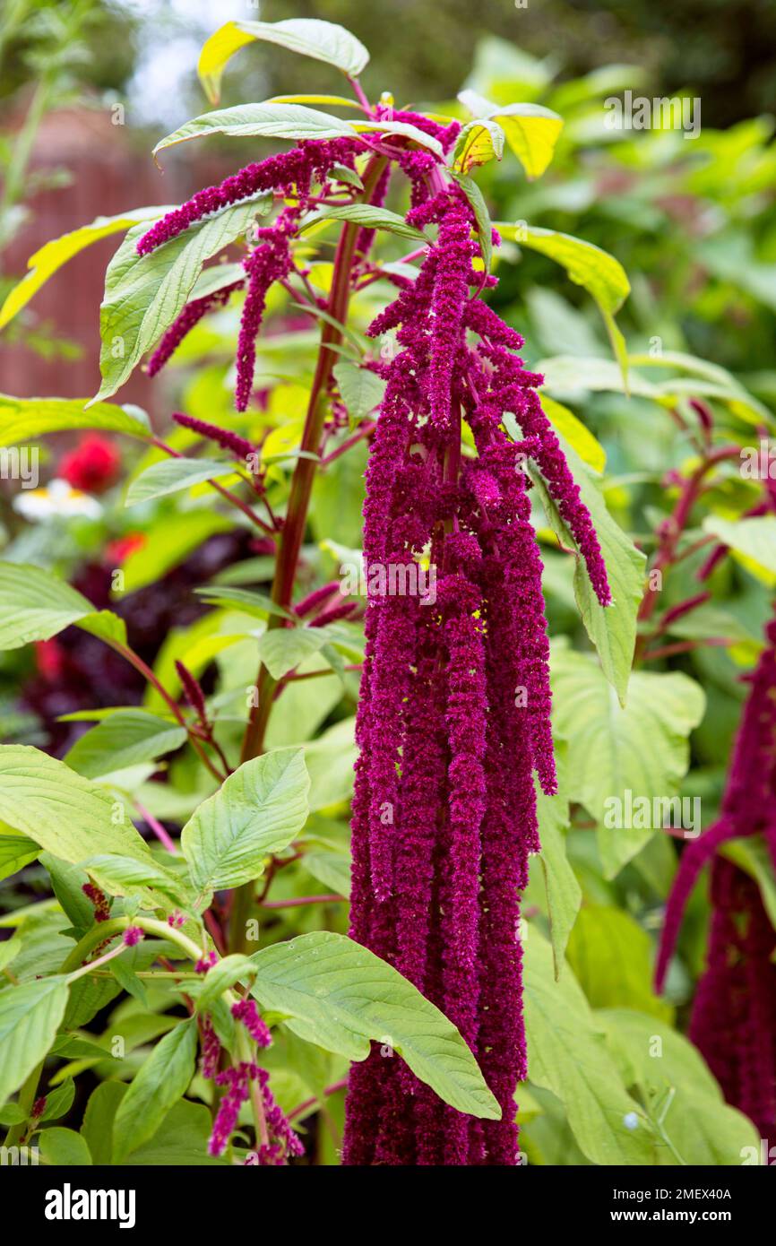 Garden amaranth hi-res stock photography and images - Alamy