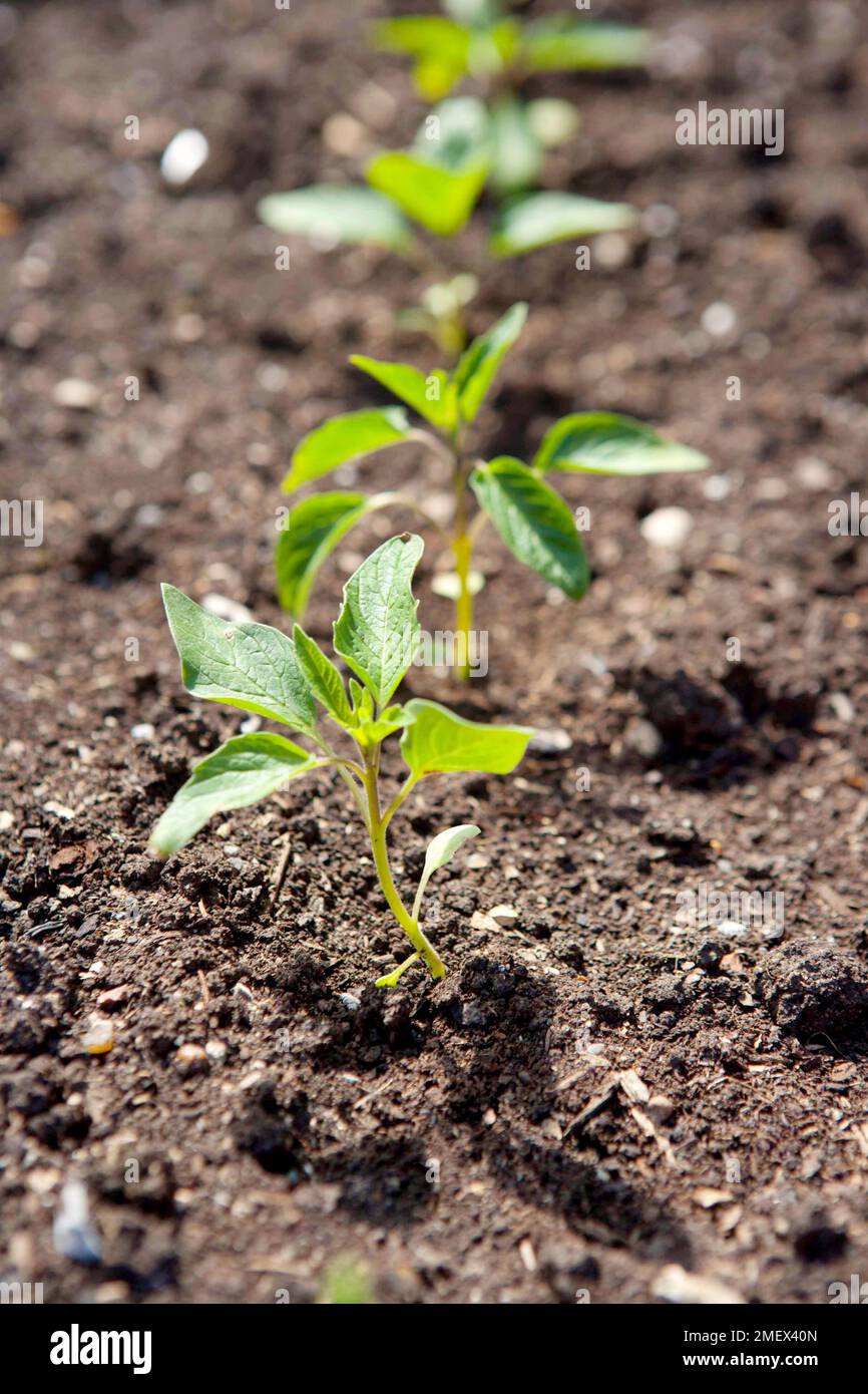 Sweetleaf hi-res stock photography and images - Alamy
