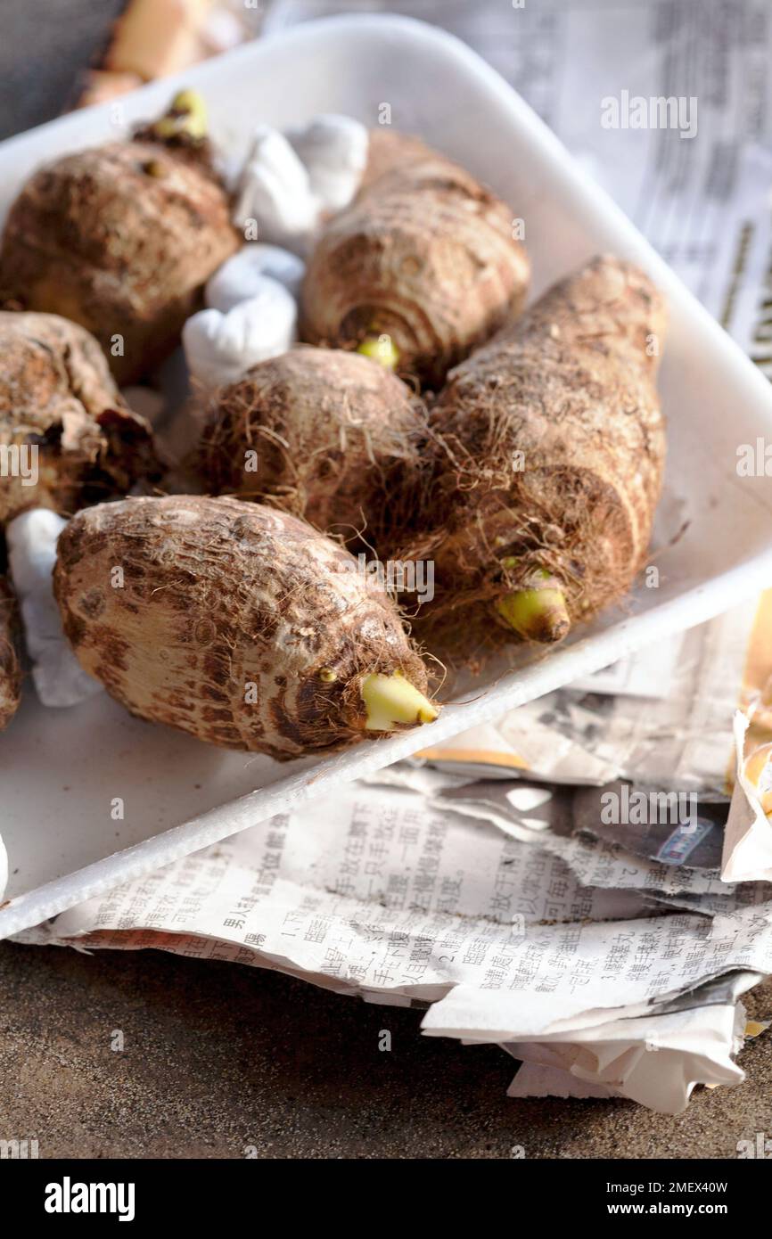 Taro growing hi-res stock photography and images - Alamy