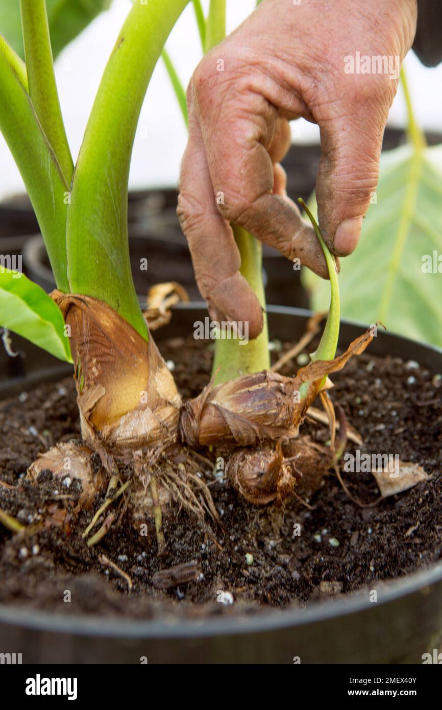 Taro pot hi-res stock photography and images - Alamy