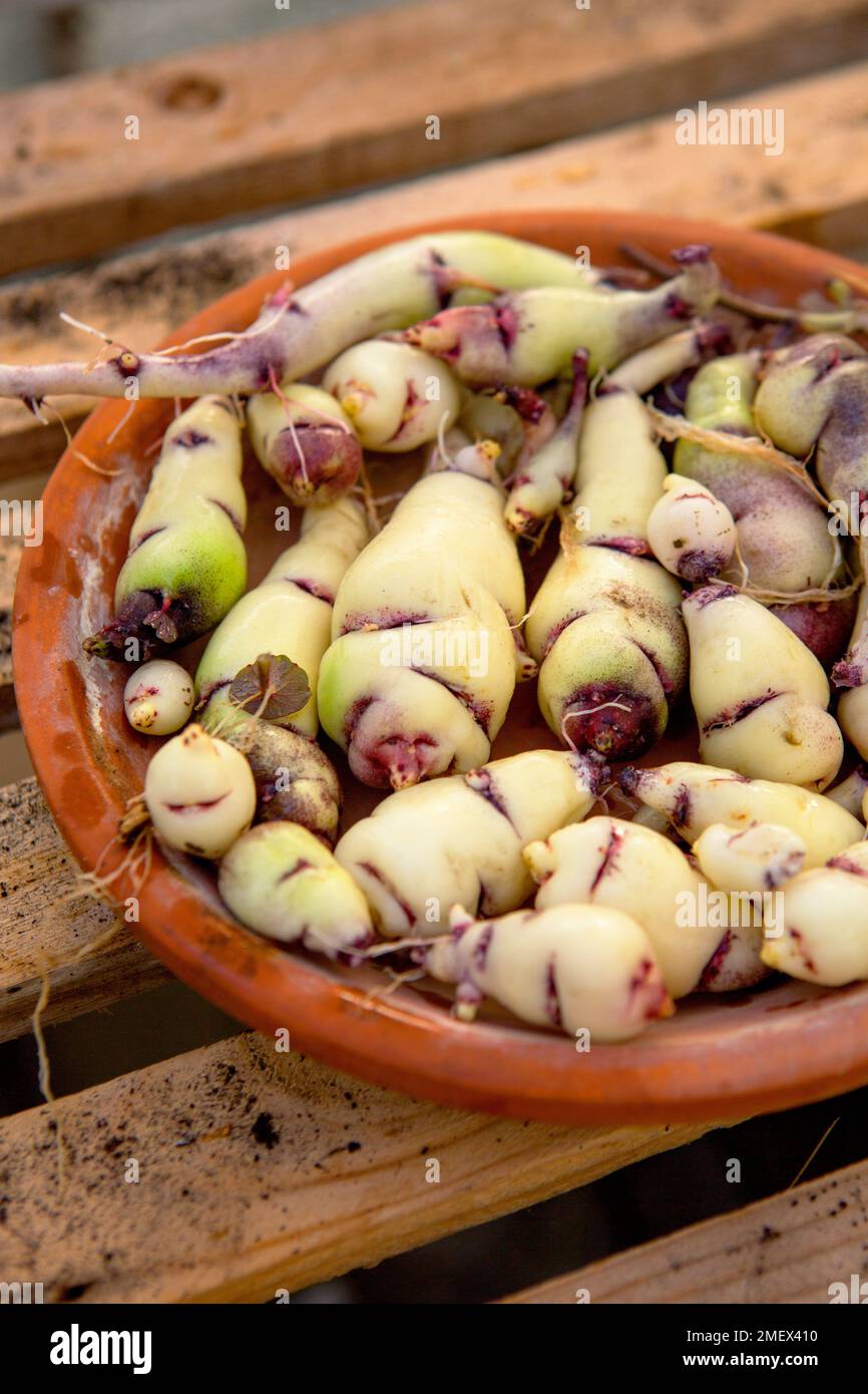 Mashua hi-res stock photography and images - Alamy