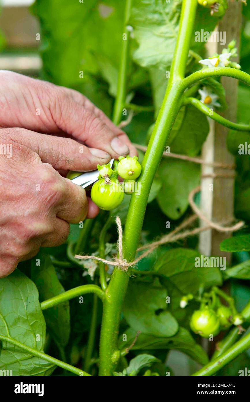 Aubergine turkish orange hi-res stock photography and images - Alamy