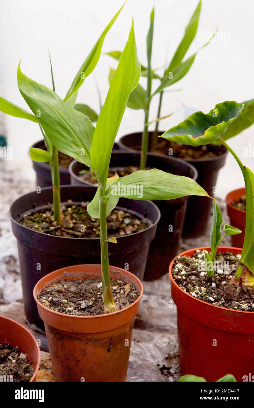 Japanese hardy ginger Stock Photo - Alamy