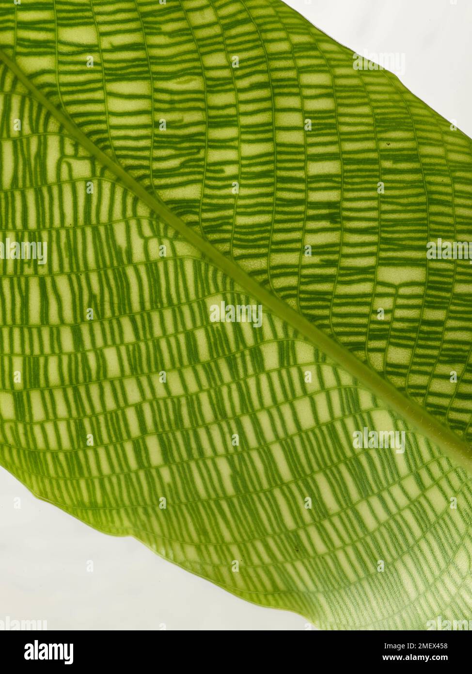 Botany study hi-res stock photography and images - Alamy