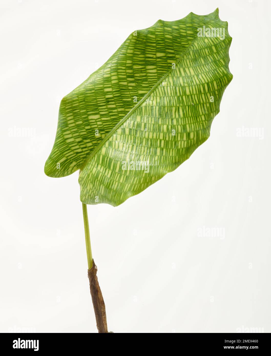 Horticultural study hi-res stock photography and images - Alamy