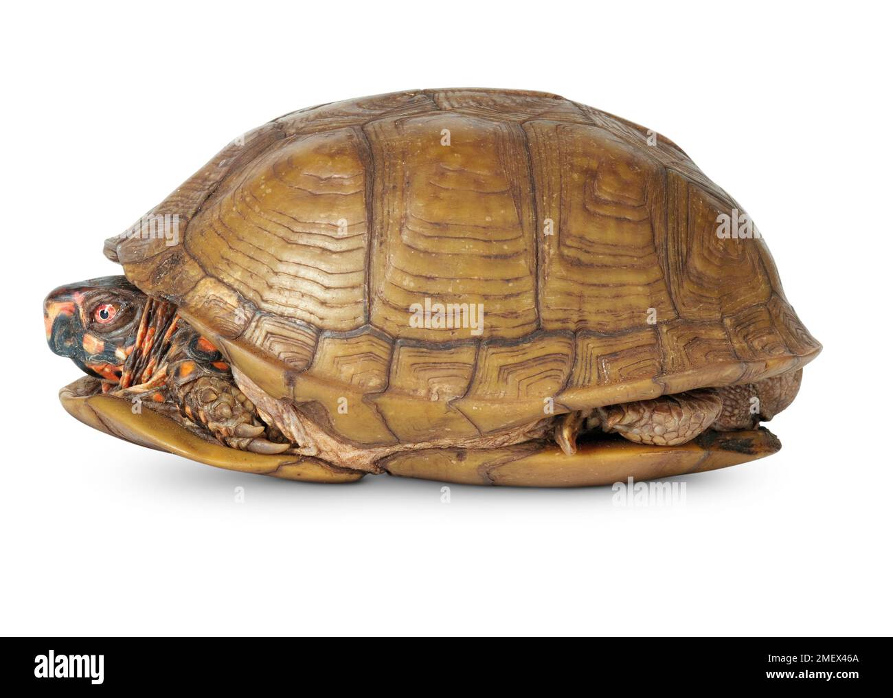 Turtle side view Cut Out Stock Images & Pictures - Alamy