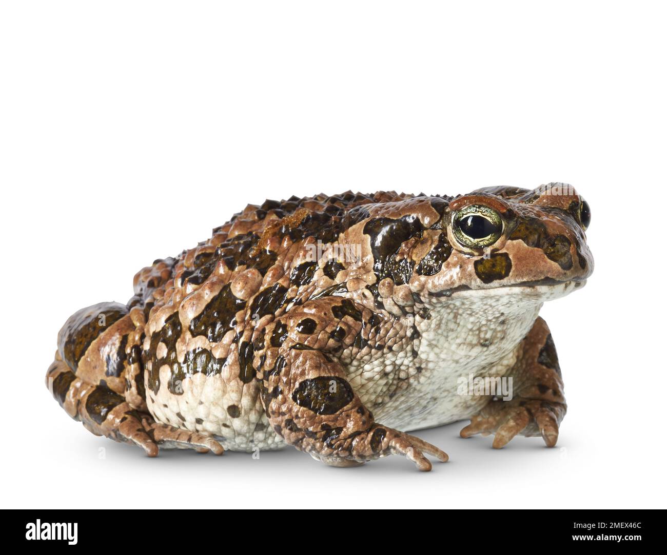 Egyptian green toad Stock Photo - Alamy
