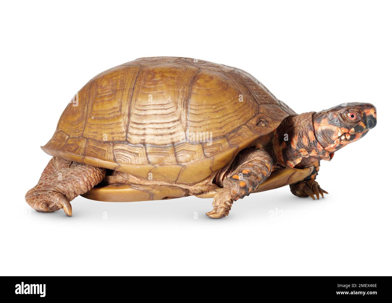 Turtle view Cut Out Stock Images & Pictures - Alamy
