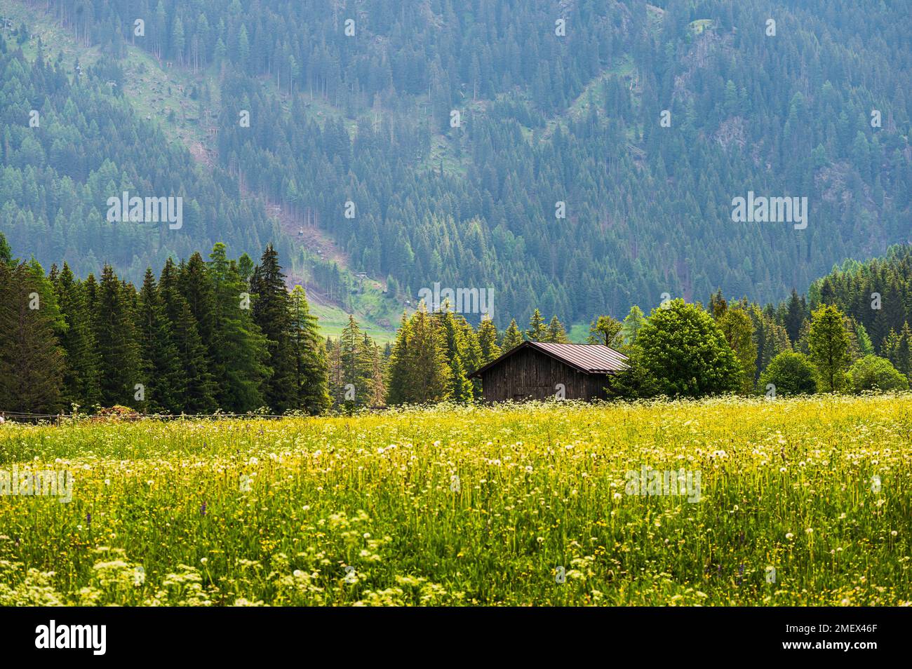 alpine landscape inside Val San Nicolò, Val di Fassa during a summer ...