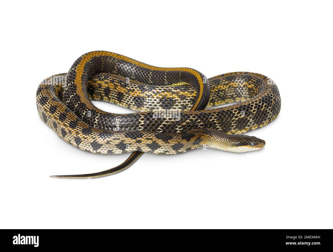 Taiwanese beauty snake Stock Photo - Alamy