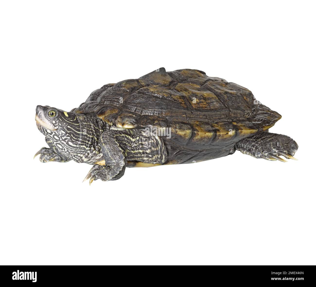 Musk turtle hi-res stock photography and images - Alamy