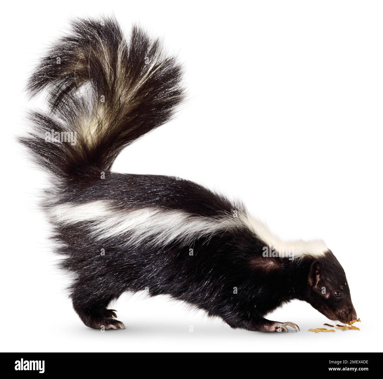 Wooden Skunk Cut Out Patterns