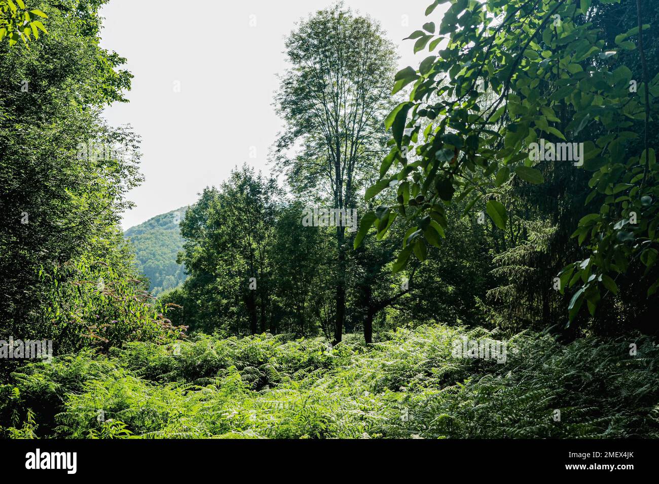 A beautiful shot of the France Montferrier forest at the bottom of Les ...