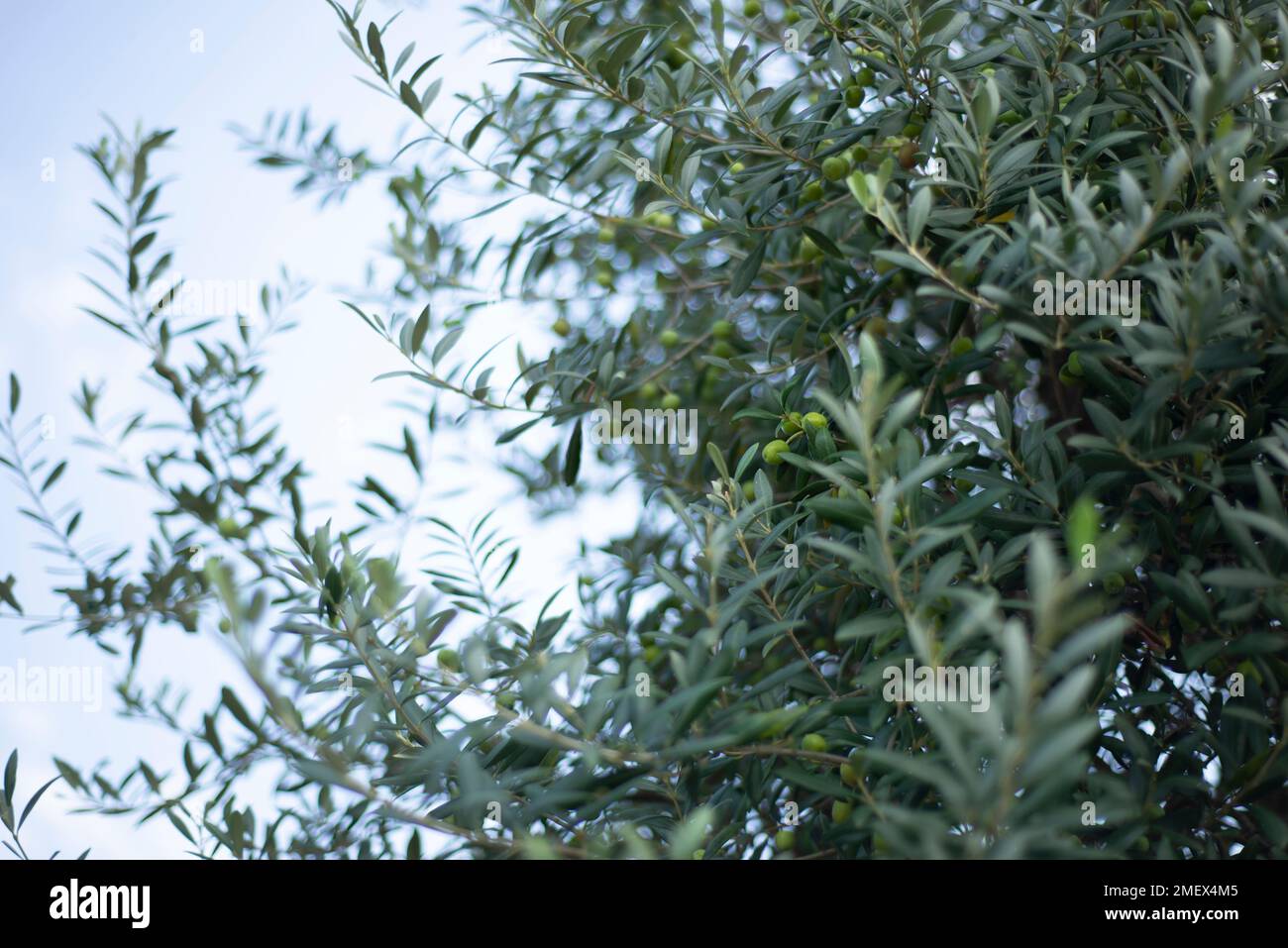 Mediterranean blue olive branches hi-res stock photography and images ...