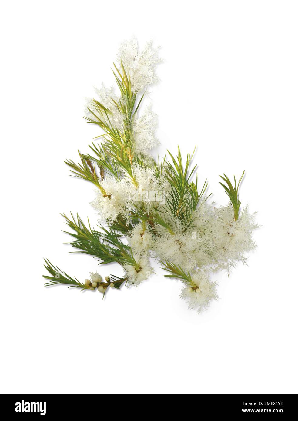 Farm kenya Cut Out Stock Images & Pictures - Alamy