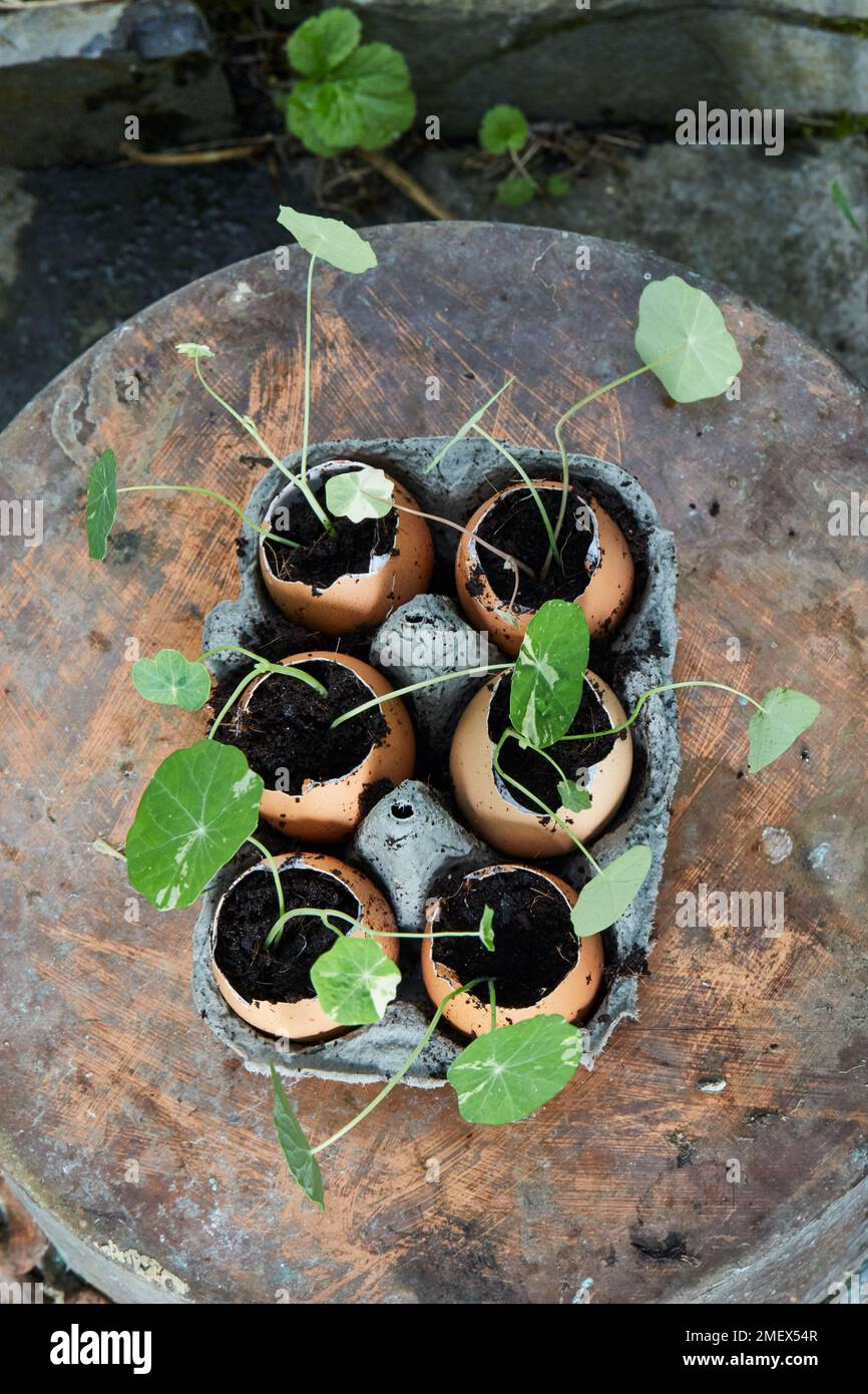 Eggshell seed starters with nasturtium seedlings/plants, in eggbox ...