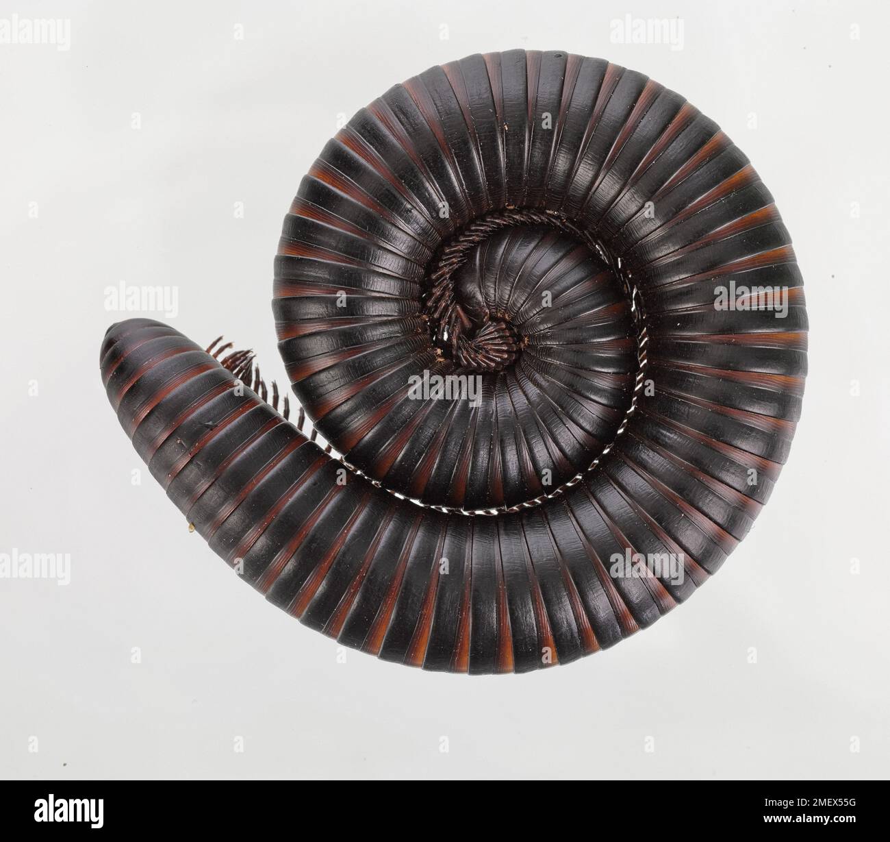 African giant millipede, Archispirostreptus gigas, defensive posture ...