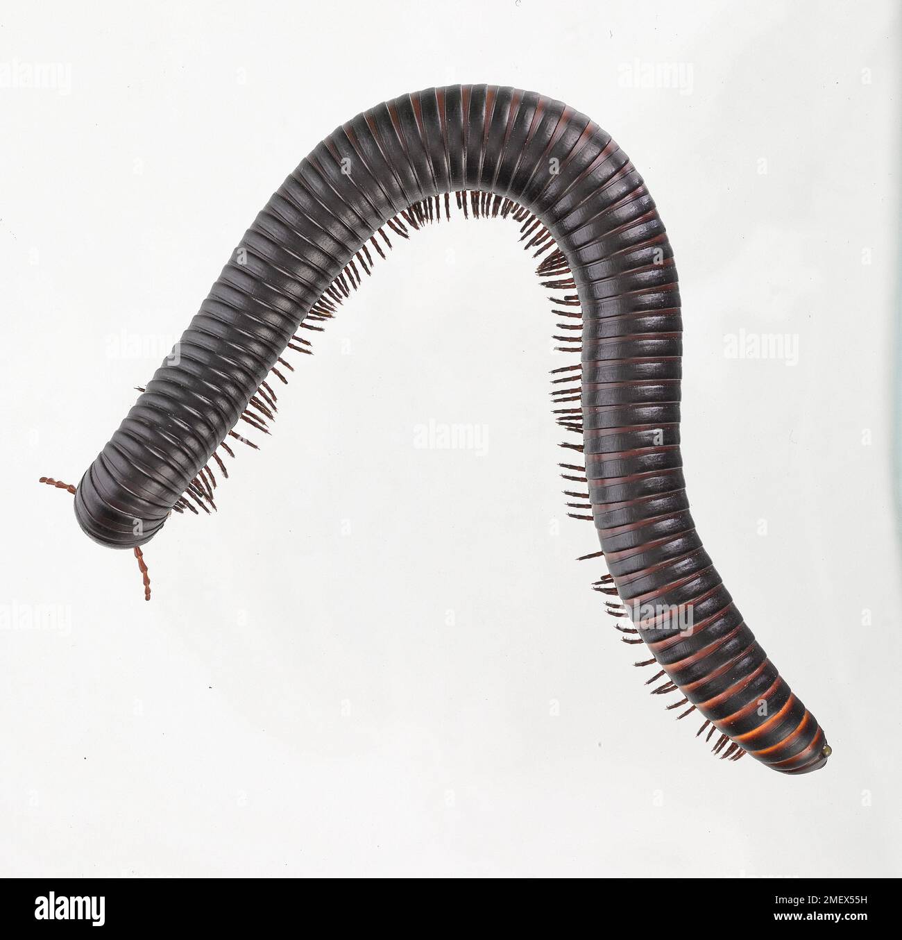 African giant millipede, Archispirostreptus gigas, top view Stock Photo ...