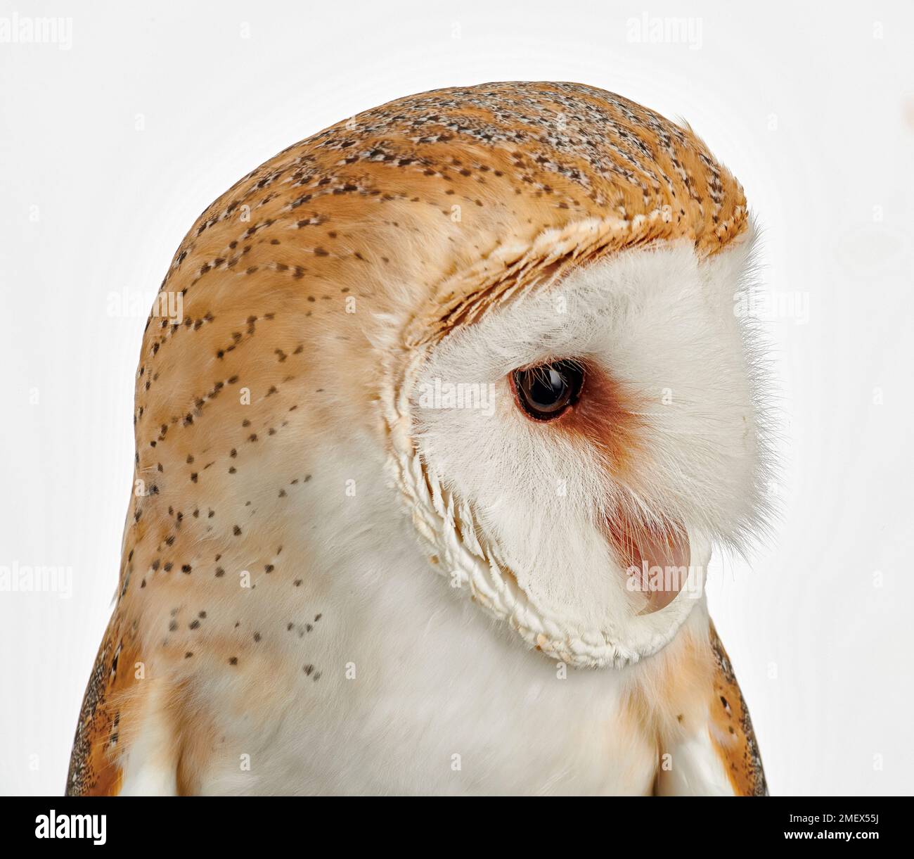 Barn owl, Tyto alba, head, side profile Stock Photo - Alamy