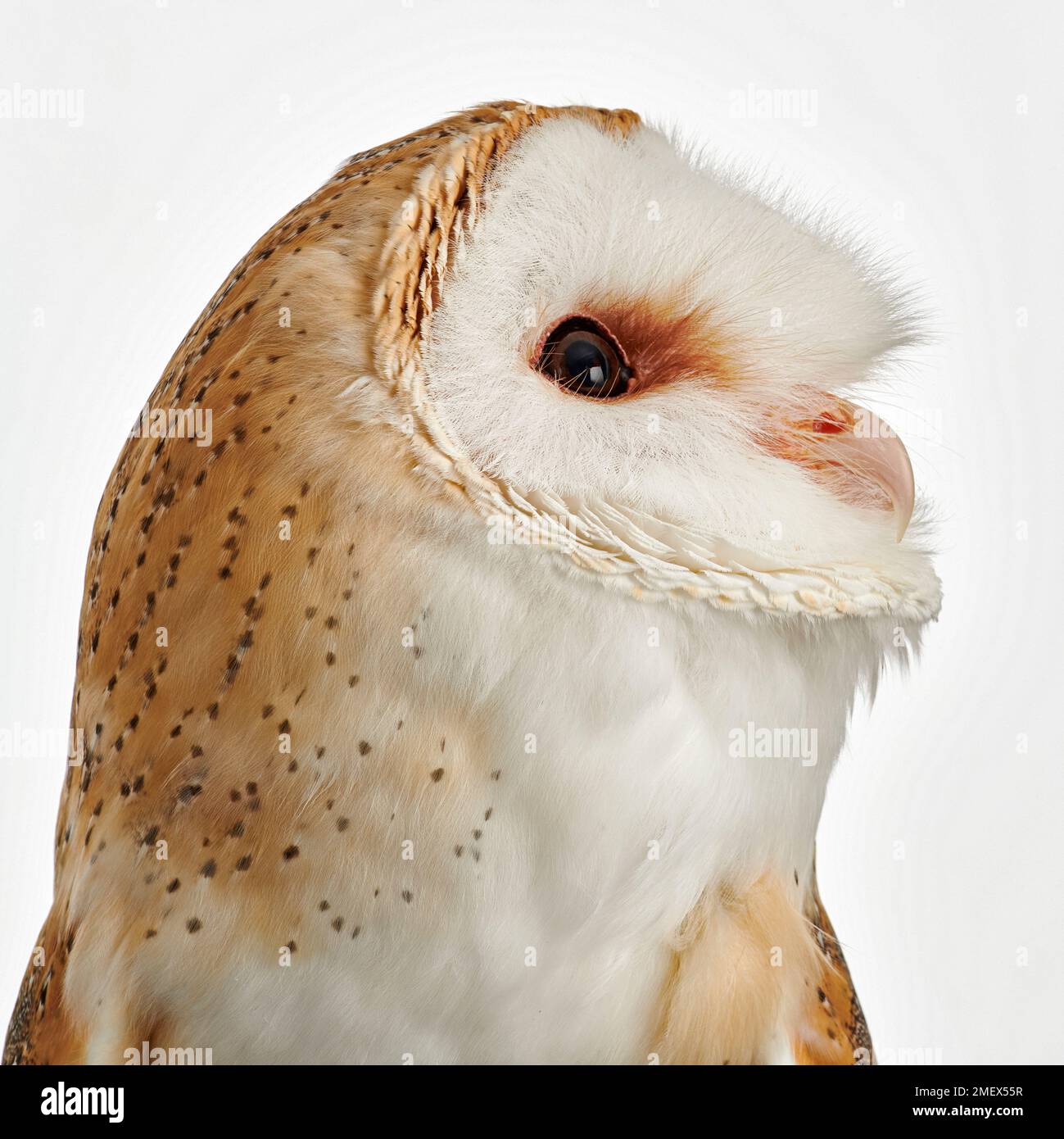 Barn owl side profile hi-res stock photography and images - Alamy