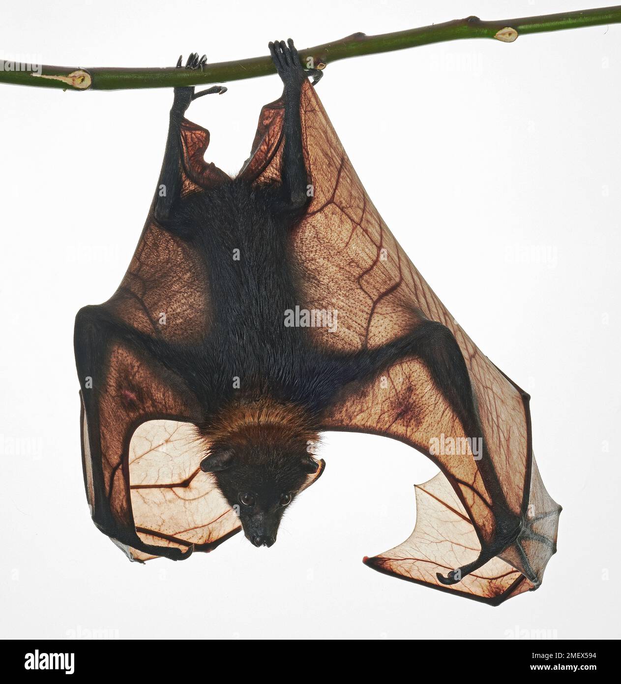 Indian flying fox, Pteropus giganteus, wings spread Stock Photo - Alamy