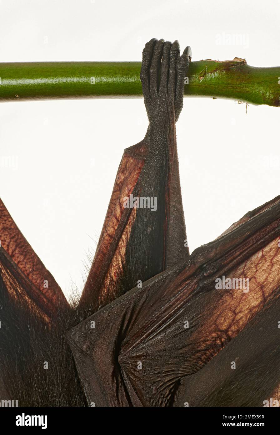 Indian flying fox, Pteropus giganteus, hind foot close-up Stock Photo ...