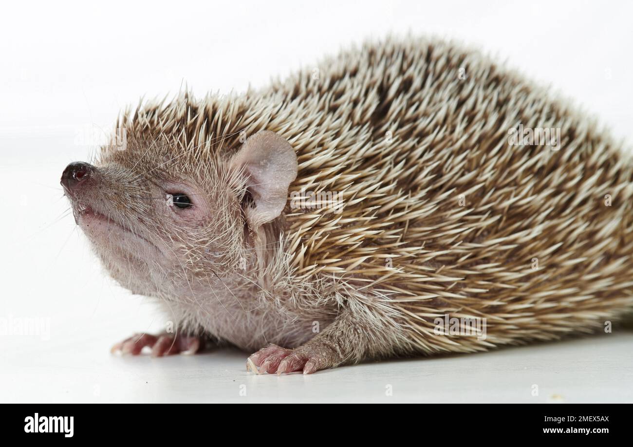 Lesser hedgehog tenrec, Echinops telfairiLesser hedgehog tenrec ...