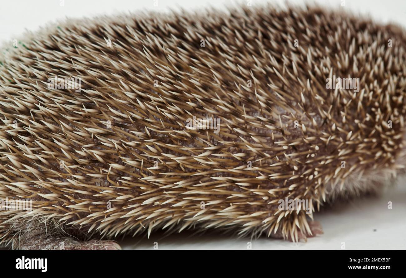 Lesser hedgehog tenrec, Echinops telfairiLesser hedgehog tenrec ...