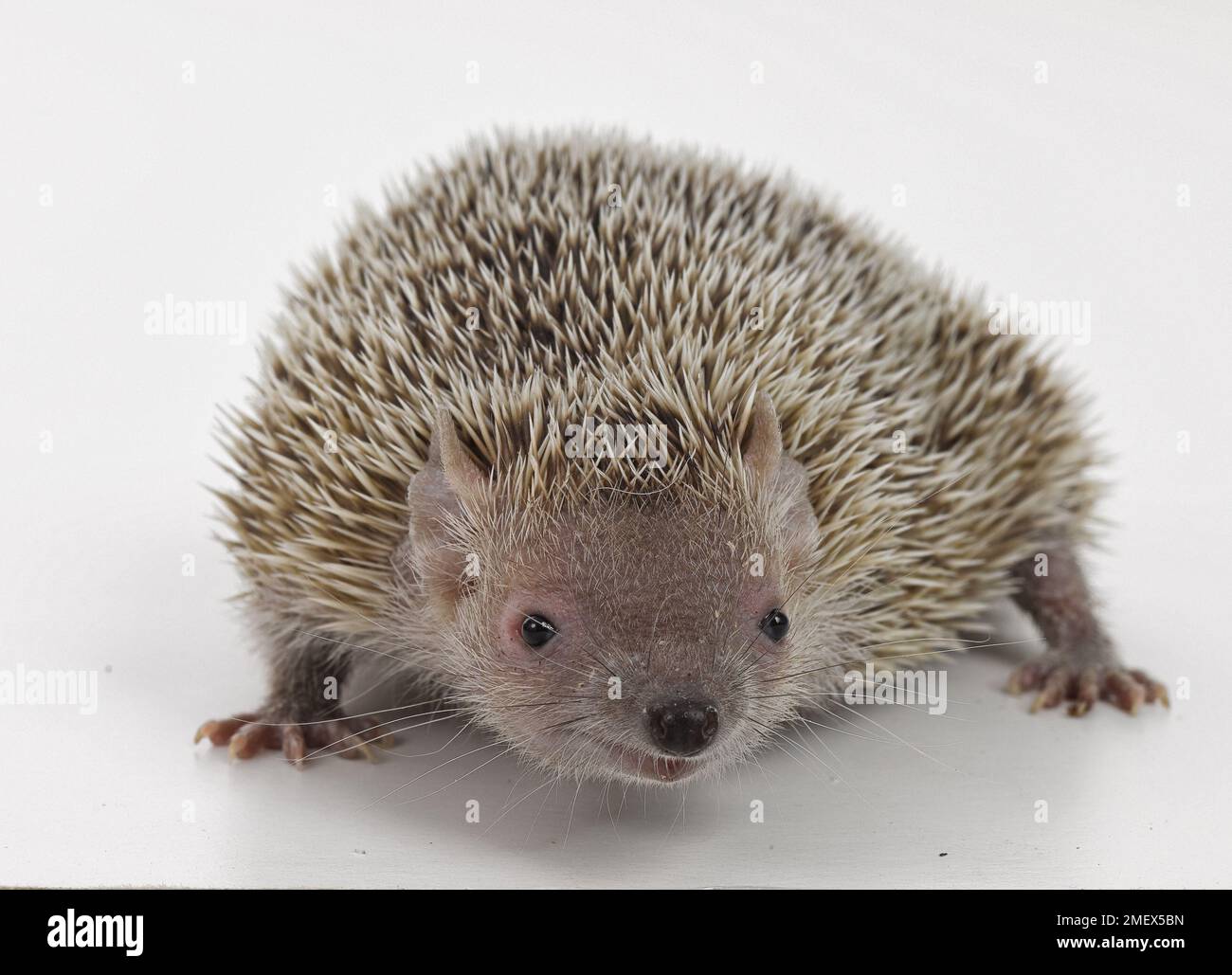 Lesser hedgehog tenrec, Echinops telfairiLesser hedgehog tenrec ...