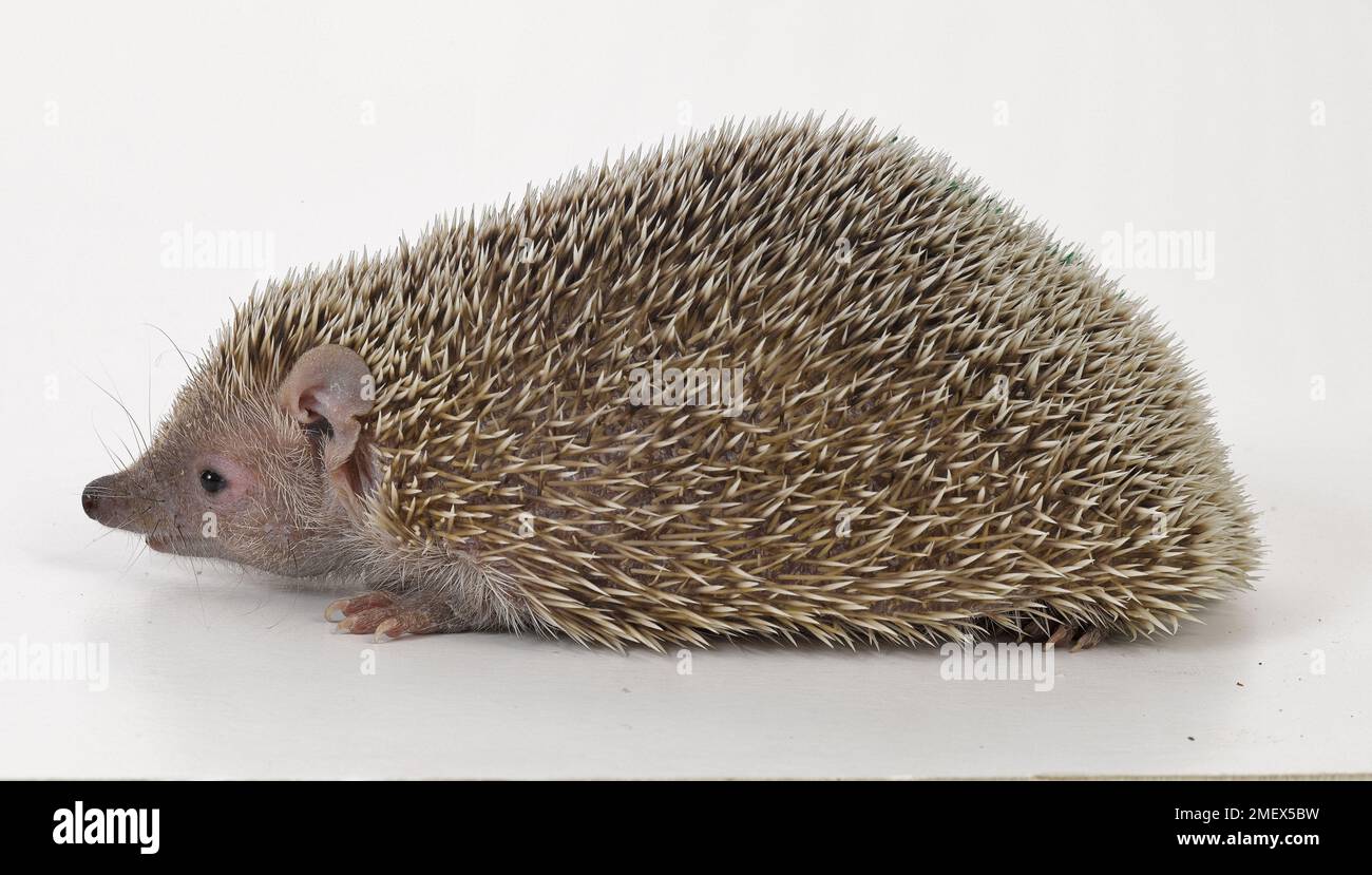 Lesser hedgehog tenrec, Echinops telfairiLesser hedgehog tenrec ...