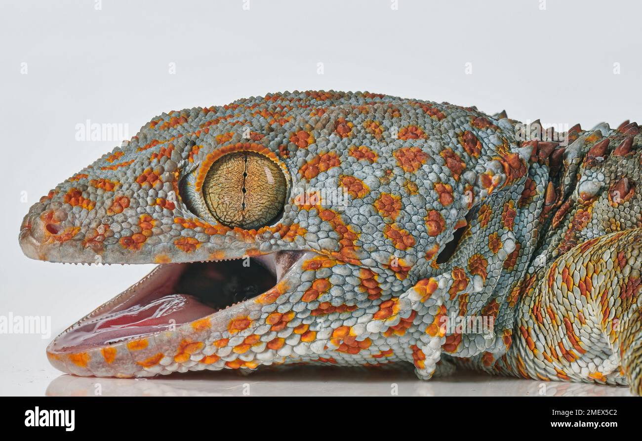 Tokay gecko, Gekko gecko, close-up profile of head, with eye with ...