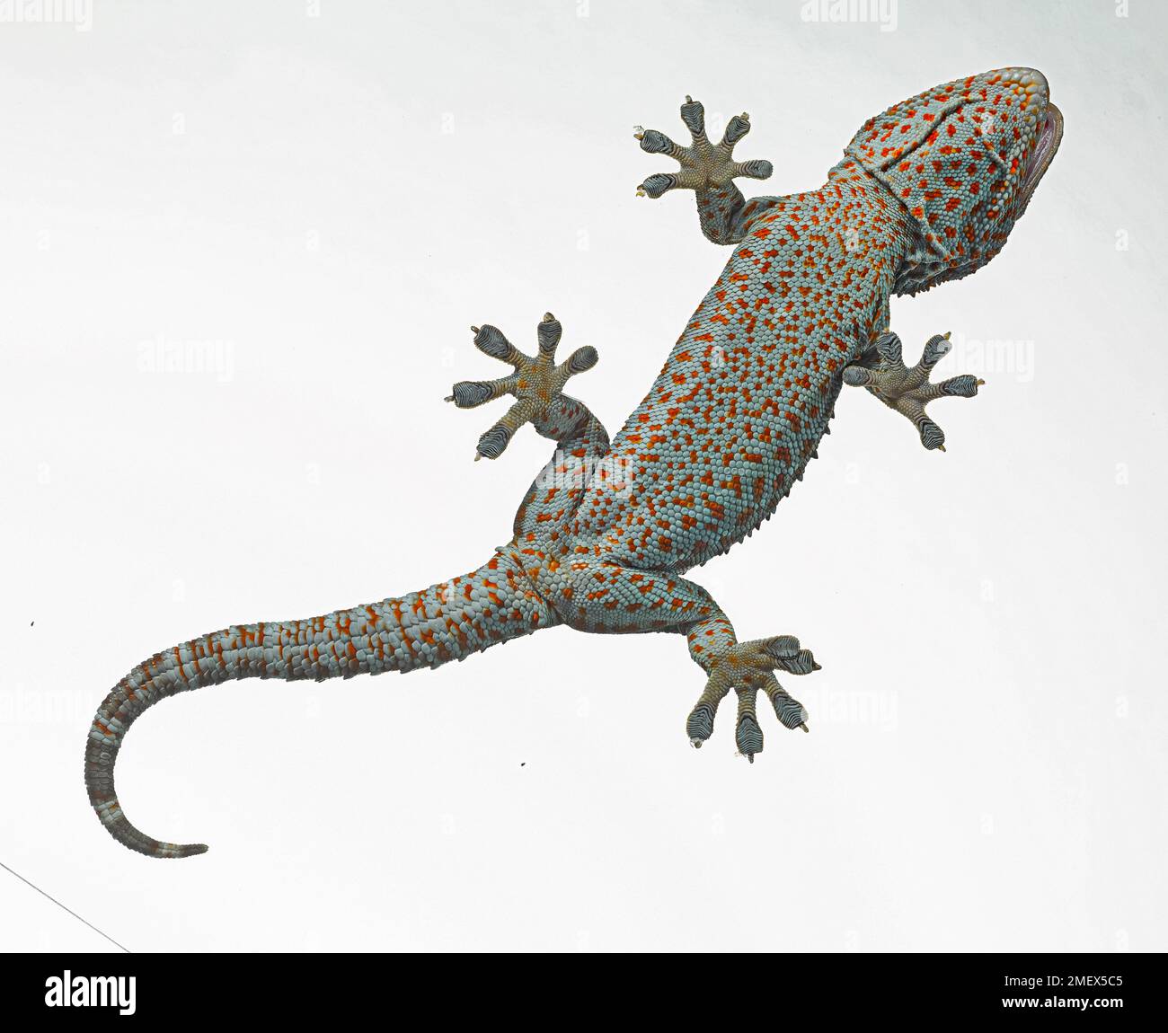 Gekko gecko hi-res stock photography and images - Alamy
