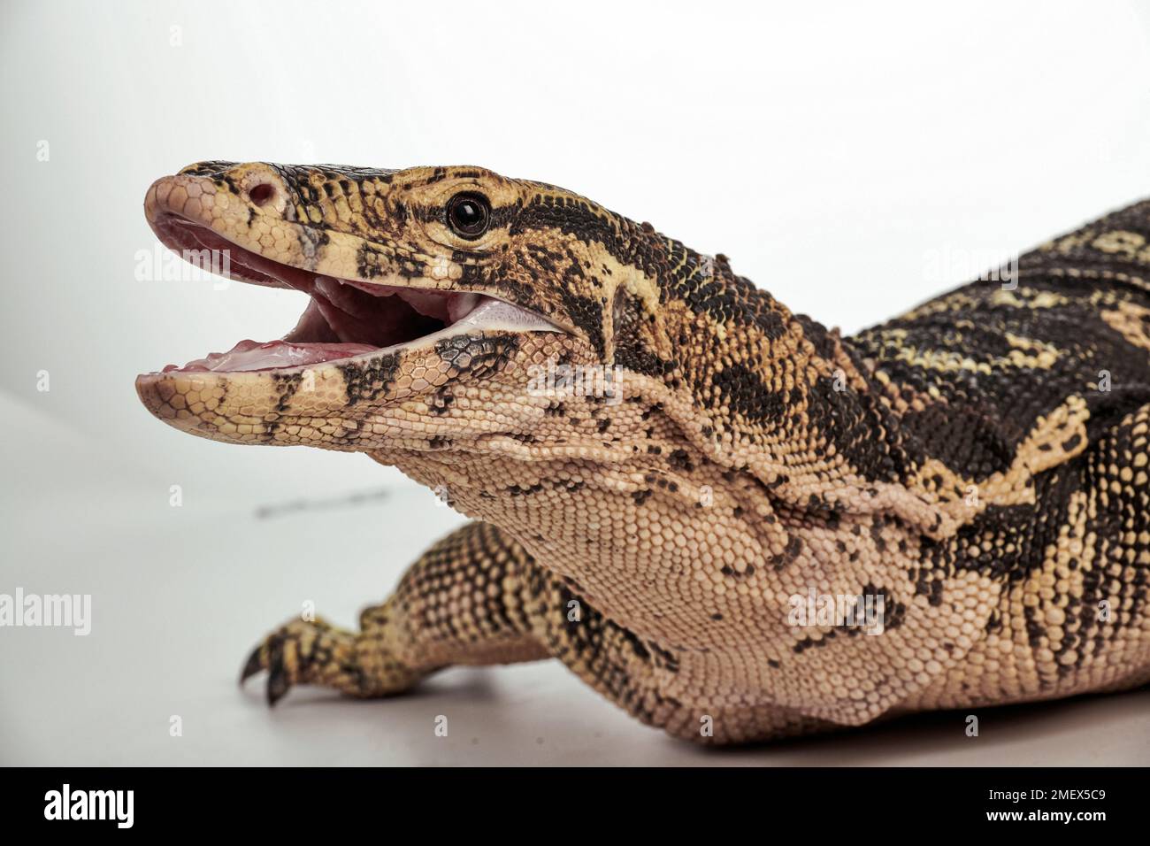 Komodo Dragon, Facts And Photos, 43% OFF