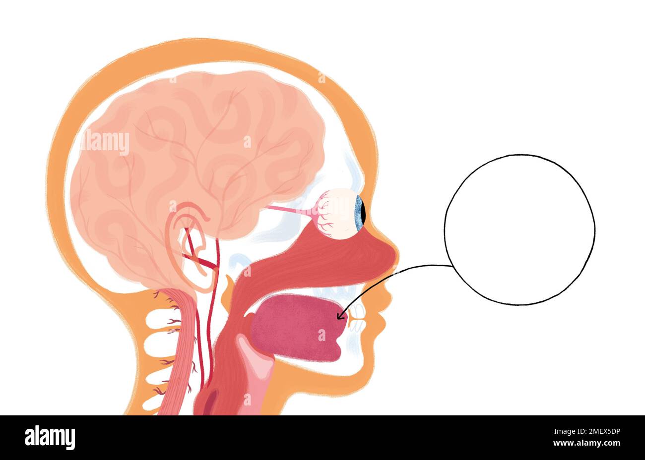 Brain education Cut Out Stock Images & Pictures - Alamy