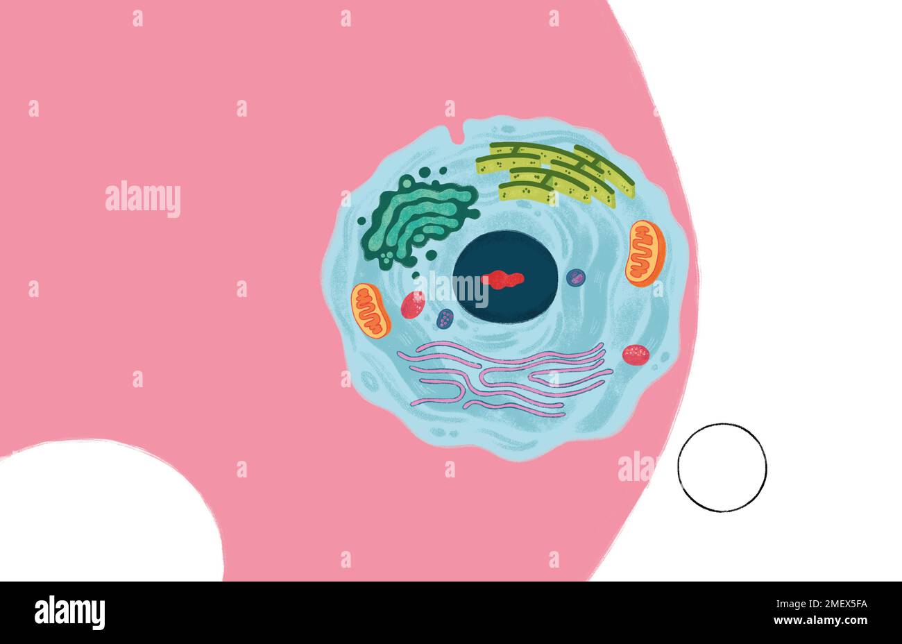 Cross section diagram of human body hi-res stock photography and images ...