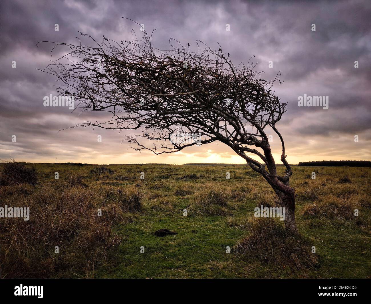 Lonely tree on the grasslands of Dutch island Ameland Stock Photo - Alamy