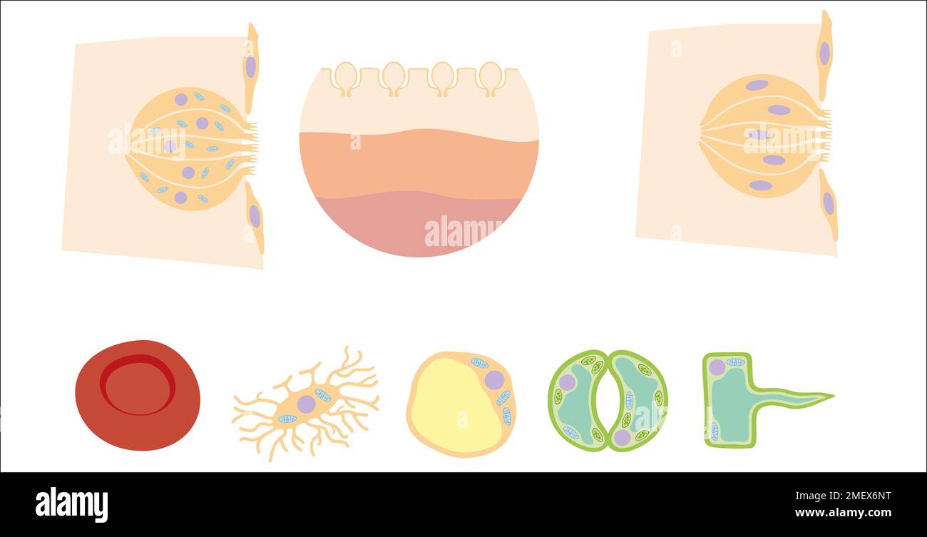 Blood cell types hi-res stock photography and images - Alamy