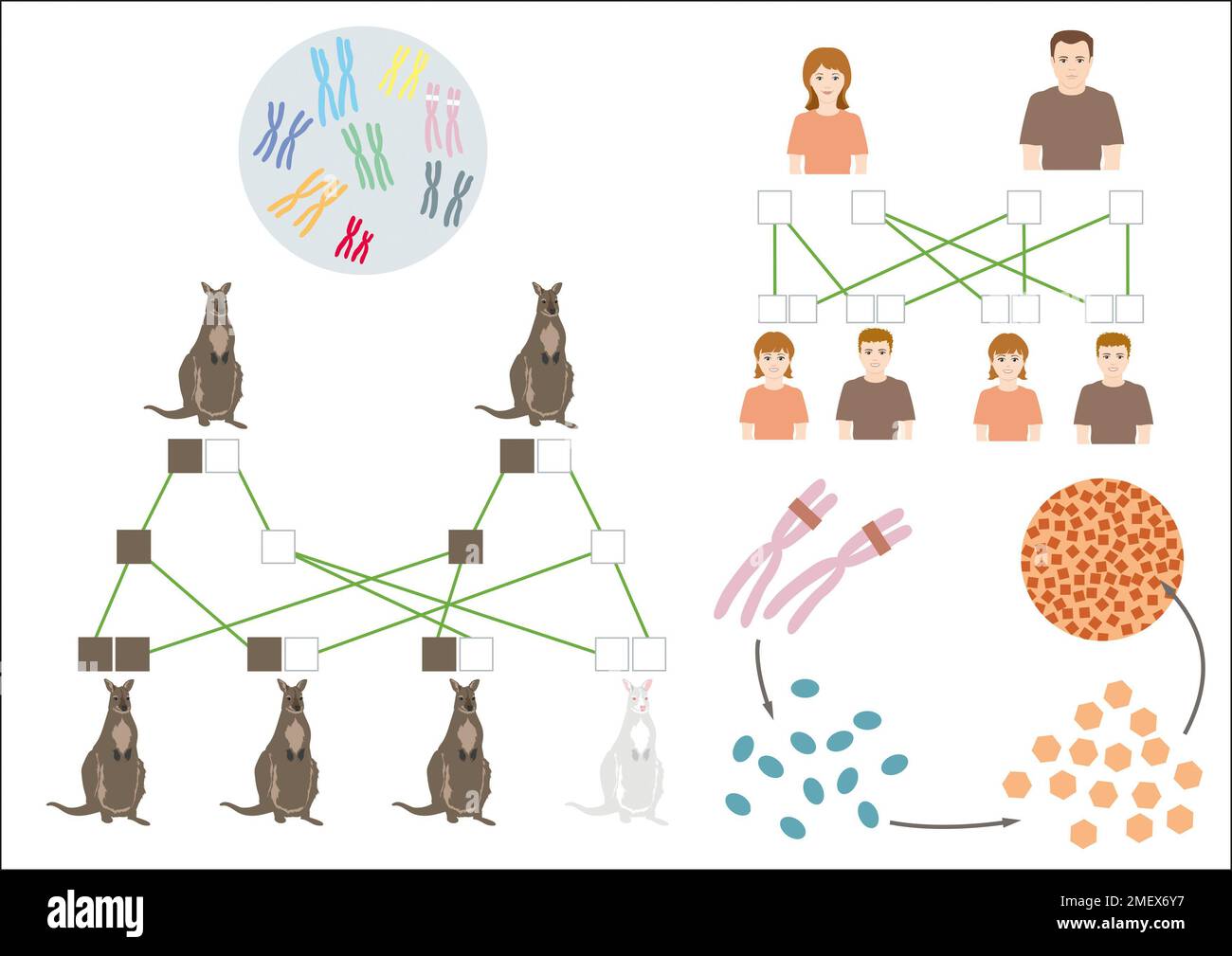 Inheritance and genes Stock Photo - Alamy